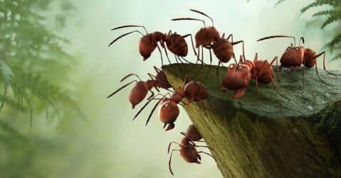 Minuscule : le film à succès diffusé en prime time sur 6ter